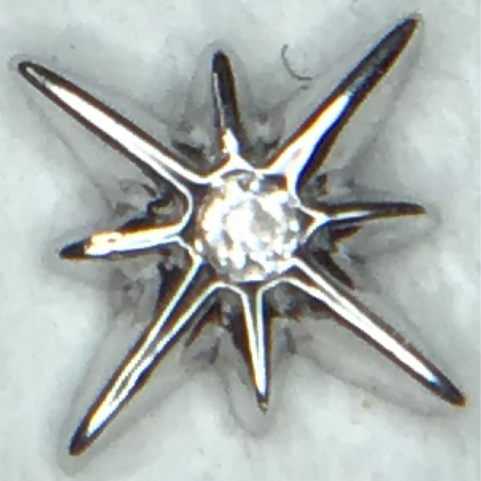 Sparklier Motion WG Maya Threadless | Bloom Body Art